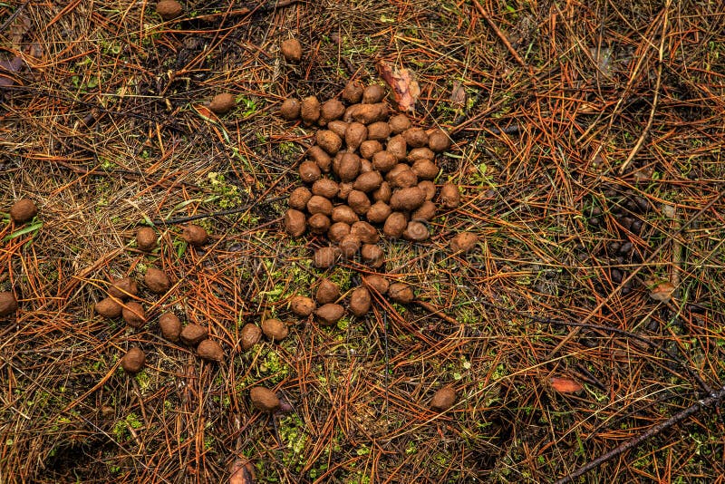 Moose Droppings in the Woods on Round. Stock Image - Image of forest ...