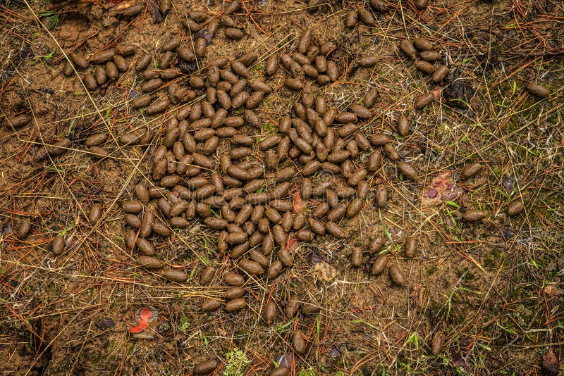 Moose Droppings in the Woods on Round. Stock Photo - Image of excrement ...