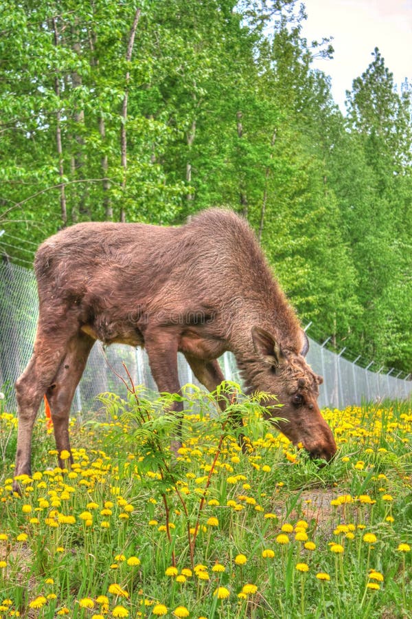 Moose Eating stock photo. Image of spring, animal, alaska - 21960700