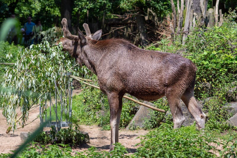 Moose Eating Green Leaves on a Tree Stock Photo - Image of feeding ...