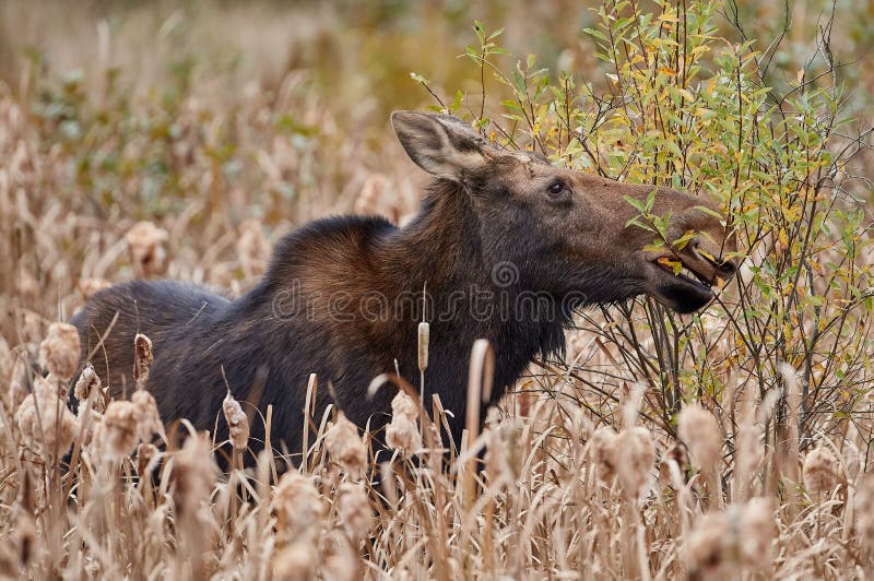 Moose Eating from Plants in the Field Stock Photo - Image of outdoor ...