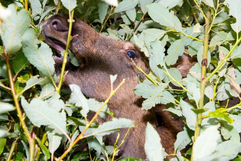 Moose Eats Leaves from a Branch Stock Image - Image of food, antlers ...