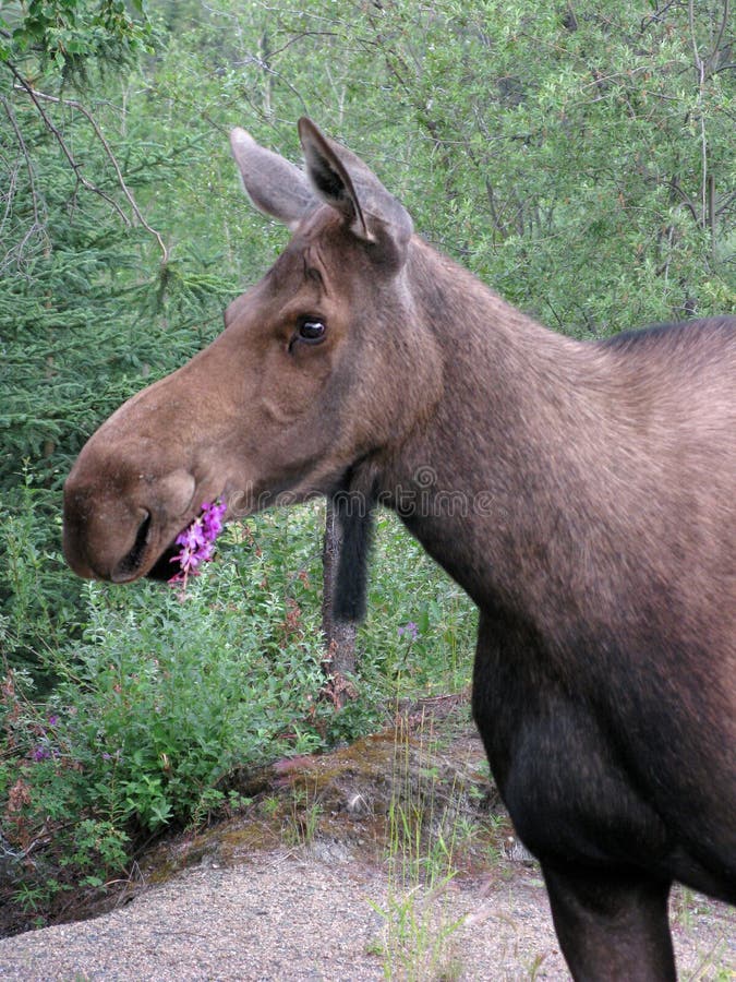 Moose Feeding stock image. Image of majestic, mammal - 97858809