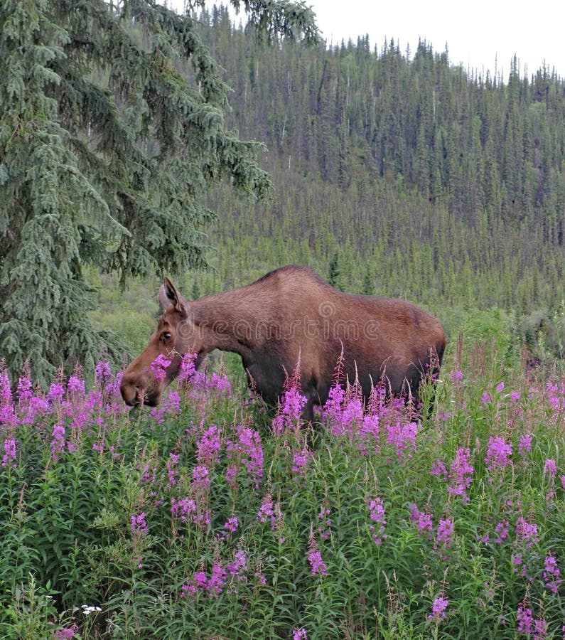 Moose Feeding on Fireweed stock image. Image of closeup - 335511213