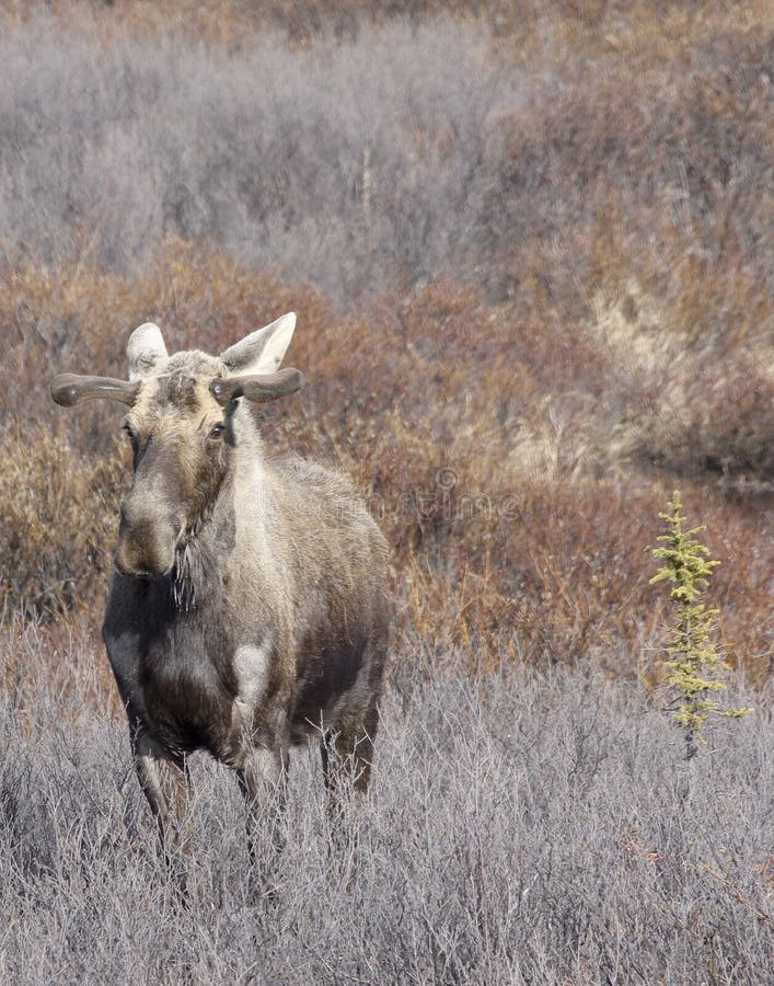 Moose in Field stock image. Image of male, denali, national - 10757549