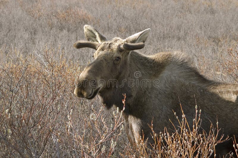 Moose in field stock image. Image of american, looking - 28193675