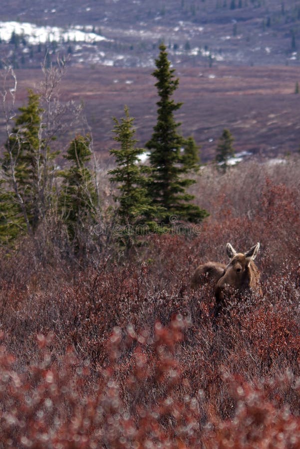 Moose in Field, II stock image. Image of field, tourism - 14701193