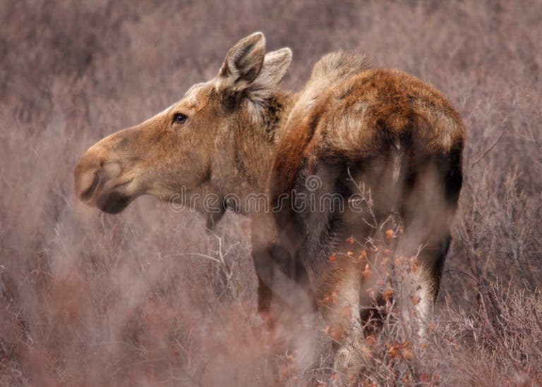 Moose in Field, III stock image. Image of tourism, alaska - 14970483
