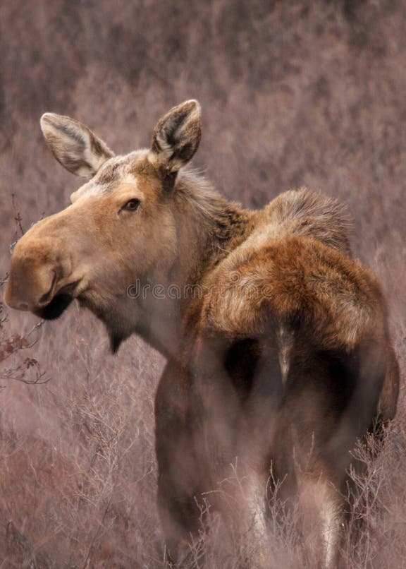 Moose in Field, V stock photo. Image of vacation, park - 15301158