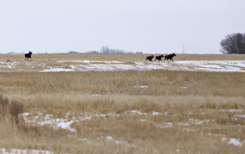 Moose in a field stock photo. Image of meadow, moose - 53038164