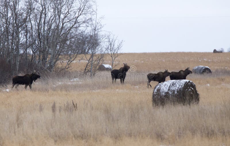 Moose in a field stock photo. Image of brown, antler - 53076404