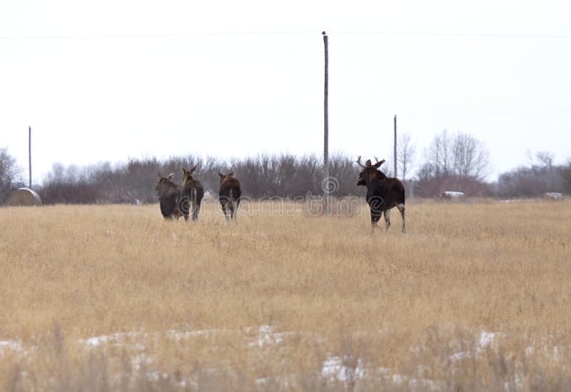 Moose in a field stock image. Image of moose, wildlife - 53083085