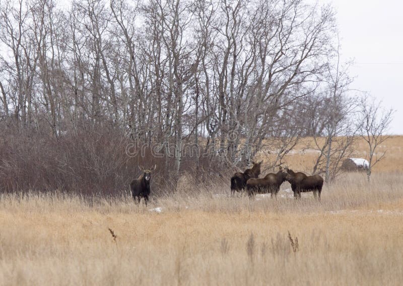 Moose in a field stock image. Image of outdoor, field - 53083121