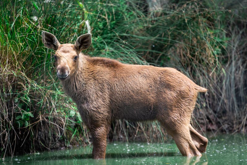 Moose in the forest stock photo. Image of bull, stag - 190443292