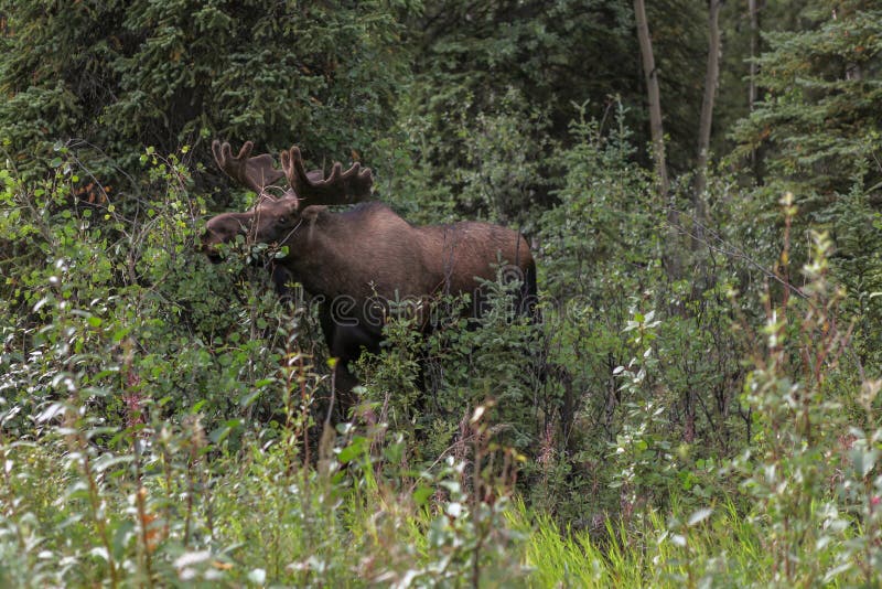 Moose stock image. Image of animal, forest, americanus - 50862619