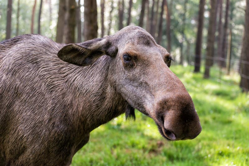 Moose stock image. Image of chase, animal, reserve, poland - 64332333