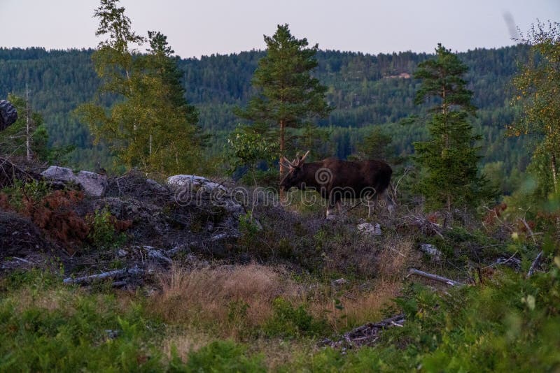 Moose in a Forest Standing on Rocky Surface Stock Image - Image of ...