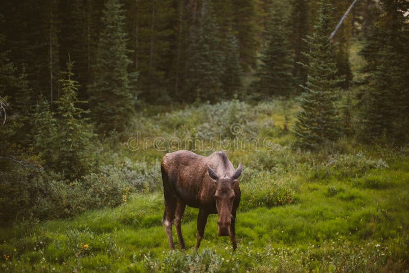 Moose in the forest stock image. Image of mountains, wild - 58732481