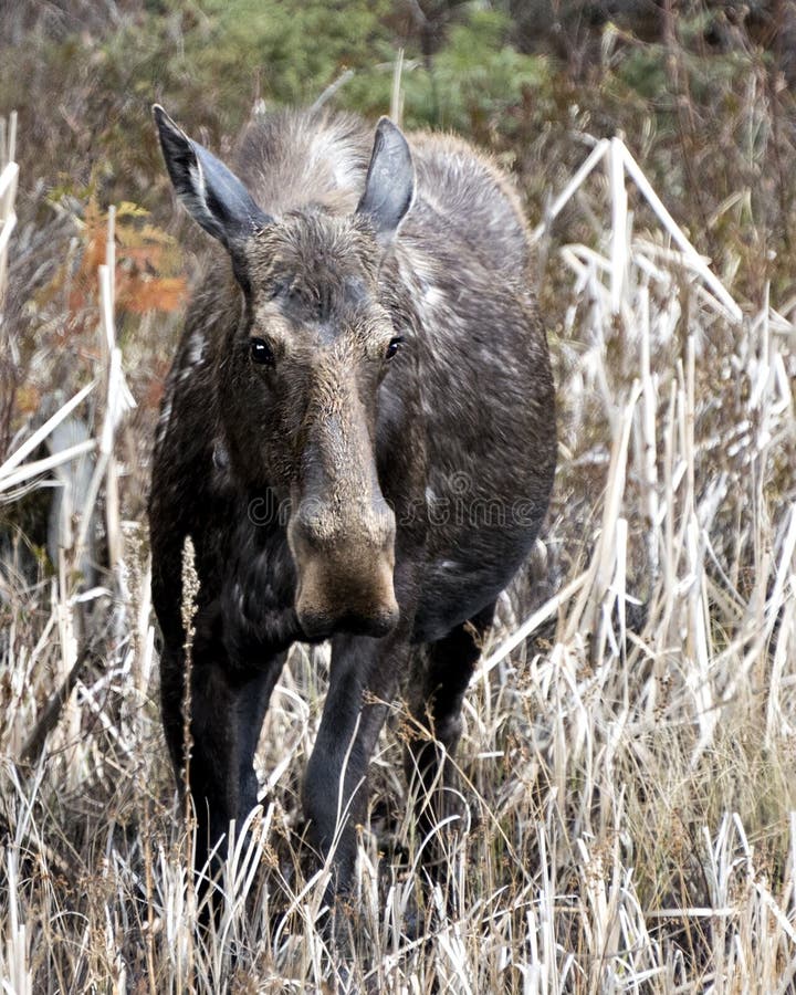 Moose Photo Stock. Front View in the Forest in the Springtime ...