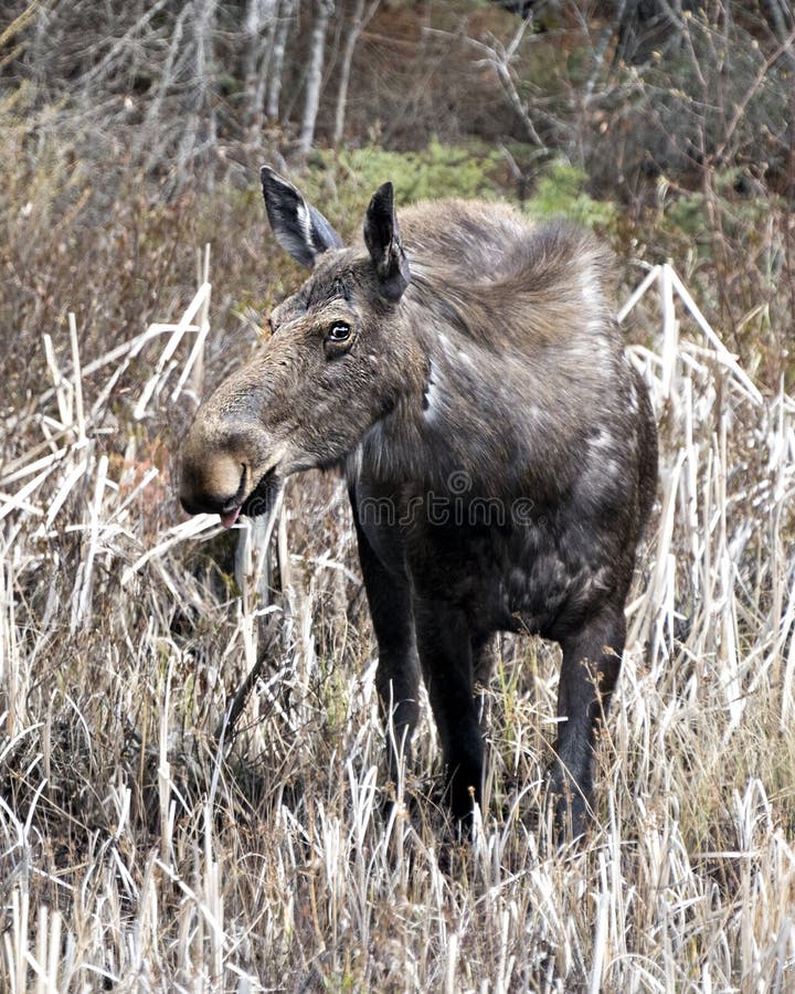 Moose Ears! stock image. Image of girl, antlers, playful - 6670923