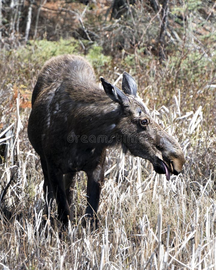 Moose Photo Stock. Front View in the Forest in the Springtime ...
