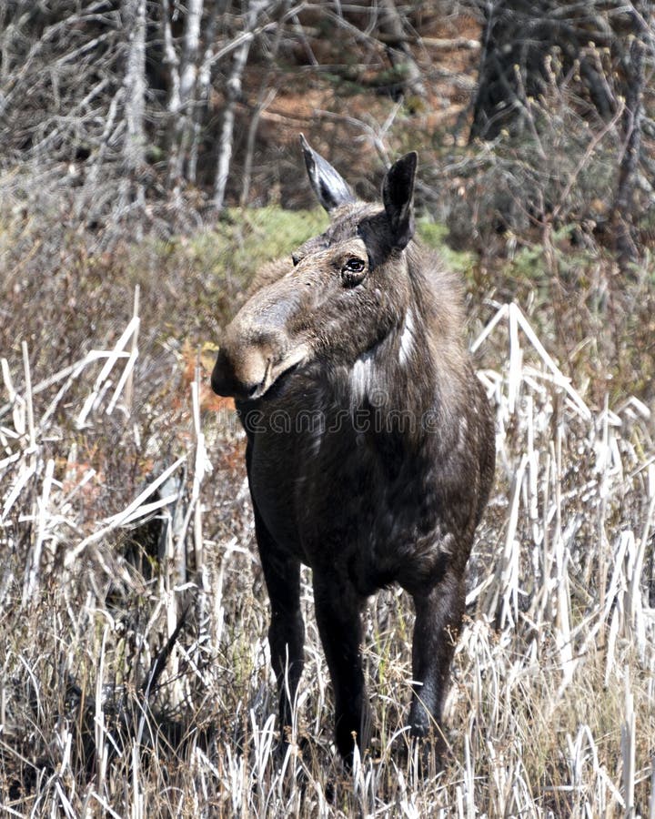 Moose Photo Stock. Moose Front View, Walking in Cattail Foliage in the ...