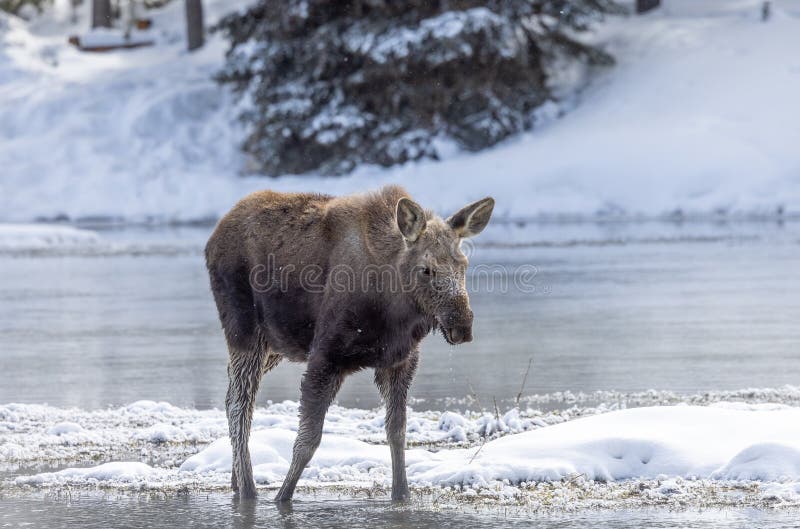 Moose on a Frozen Idaho River Stock Image - Image of deer, cold: 263753363