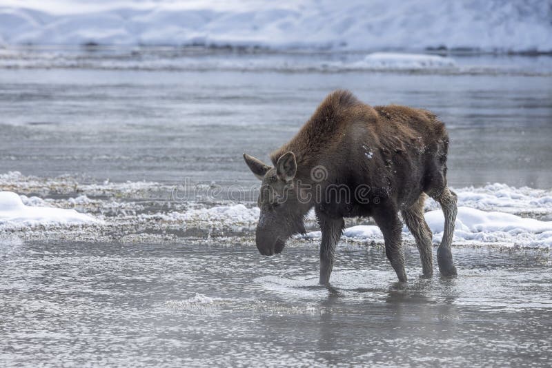 Moose on a Frozen Idaho River Stock Image - Image of winter, animal ...