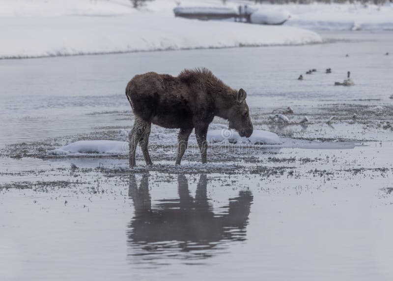 Moose on a Frozen River in Idaho in Winter Stock Photo - Image of deer ...