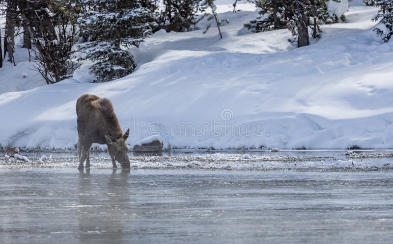 Moose on a Frozen River in Winter in Idaho Stock Image - Image of ...