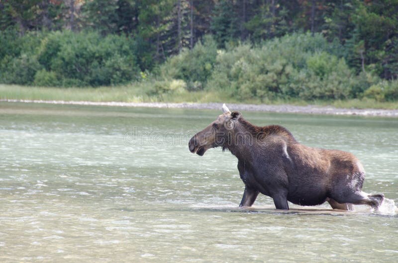 Moose stock photo. Image of pittock, hiking, trail, ncityscape - 53454374