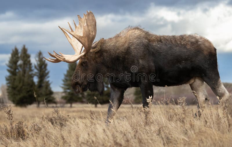Moose in the Grand Tetons stock photo. Image of fishing - 243847384