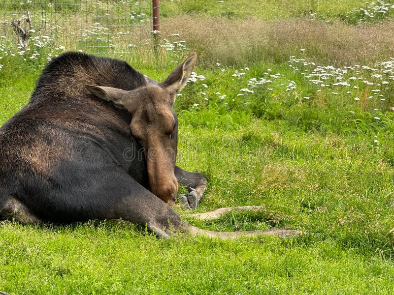 Moose Grass Pasture stock photo. Image of moose, elaphus - 379568874