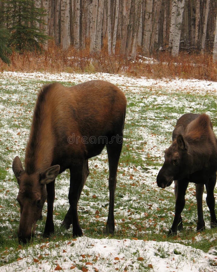 Moose grazing on field stock photo. Image of moose, stood - 8498738
