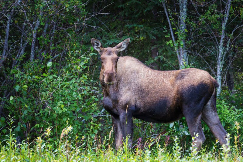 Moose stock image. Image of moose, male, valley, mountains - 76166951