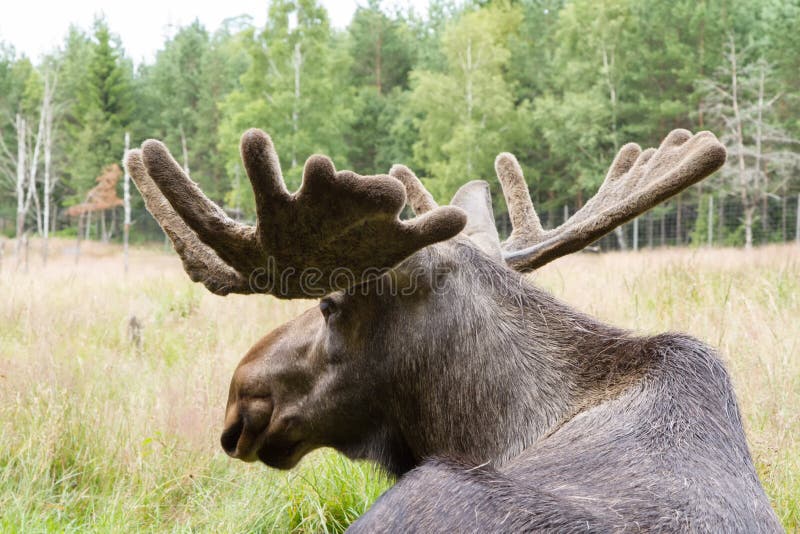 Moose Head stock photo. Image of moose, resting, animals - 76884454