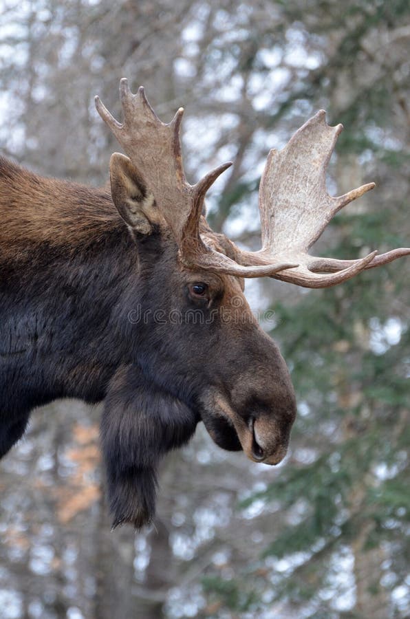 Moose Head Antlers Forest Icon Symbol Stock Photo - Image of area ...