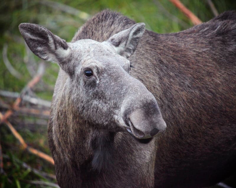 Moose Head Stock Photos - Download 1,571 Royalty Free Photos