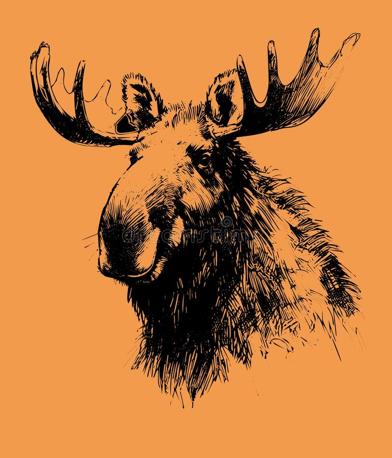 Moose Head Sketch on Orange Background. Stock Illustration ...