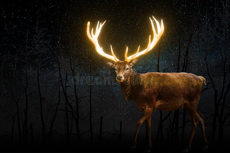 Moose with Illuminated Horns. Stock Photo - Image of winter, flood ...
