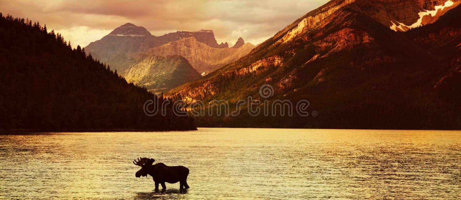 Bull Moose - Alces alces stock image. Image of bull, park - 27291745