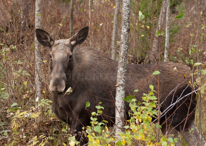 Moose stock photo. Image of country, heavy, mammal, food - 62462804