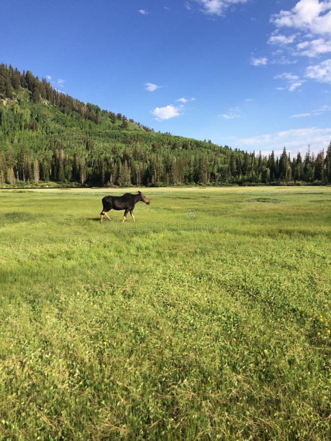Moose stock image. Image of wildlife, utah, moose, liver - 43939809