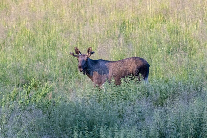 Moose stock image. Image of wild, alces, mammal, outdoors - 125004499