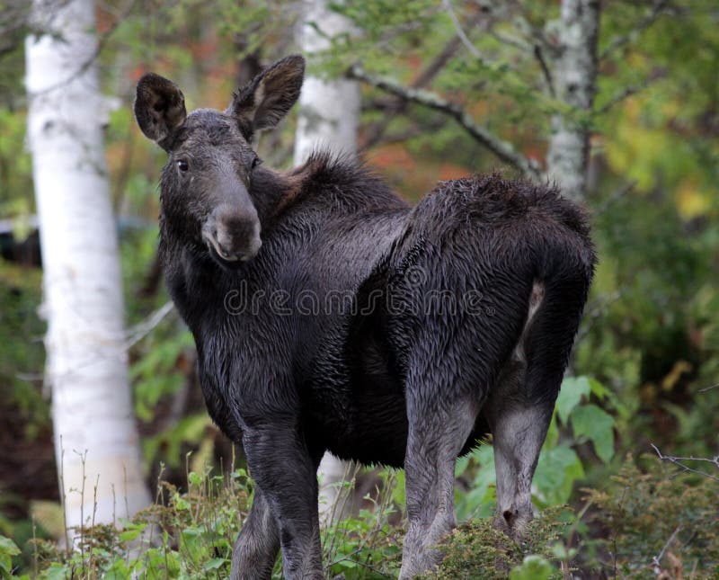 Moose Looking back stock image. Image of mule, nature - 88704387