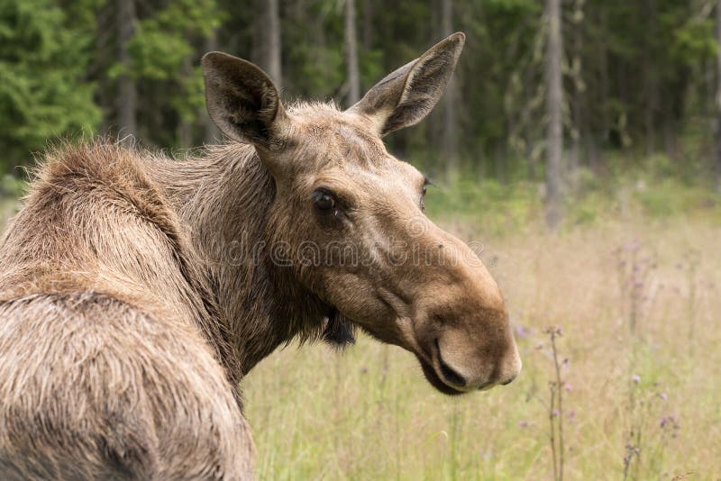 Moose Looking back stock image. Image of mule, nature - 88704387