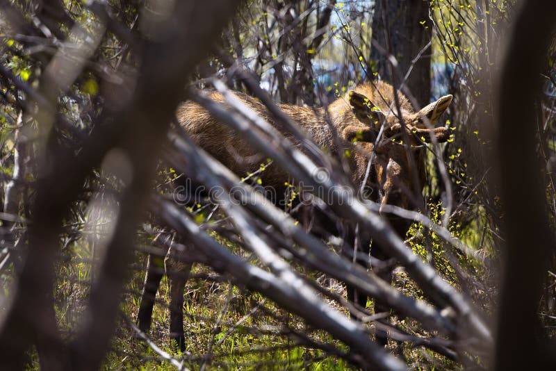 Moose Looking through Trees in Anchorage Stock Photo - Image of outside ...