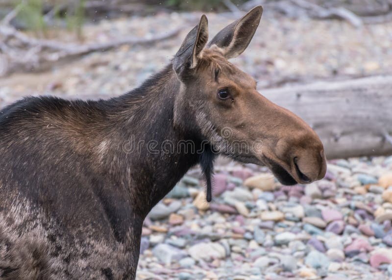 Moose Ears! stock image. Image of girl, antlers, playful - 6670923