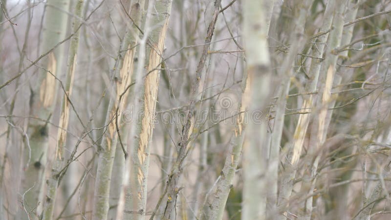 Moose Make Vertical Cuts on Aspen Trunk (big Tooth). Traces of Feeding ...