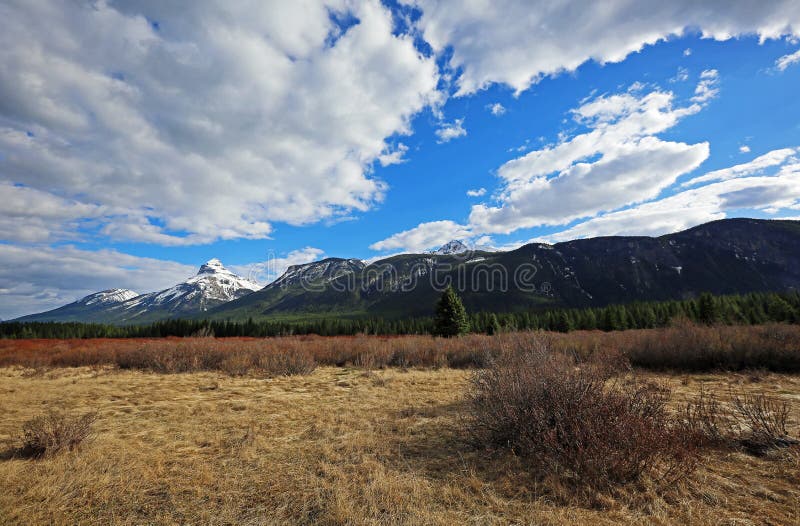 Moose meadows stock photo. Image of forest, attraction - 145584198